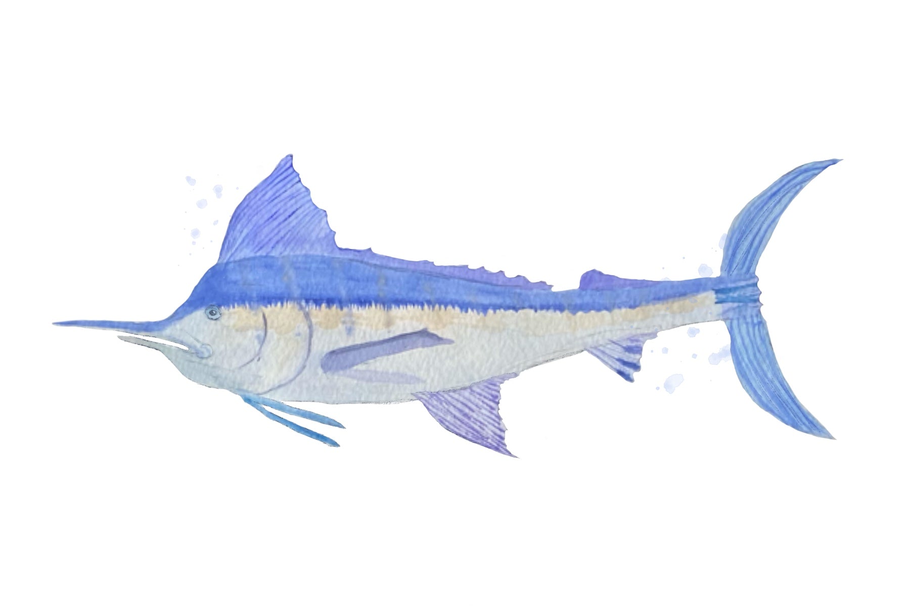 Blue Marlin Drawing
